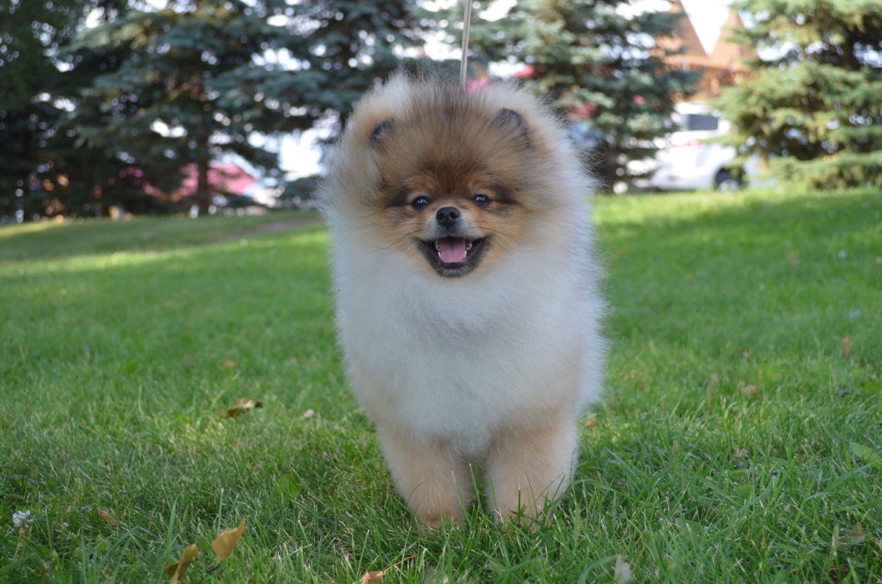 Pomeranian Residence | baby pomeriaan, echte pomeriaan, pomeriaan wit ...