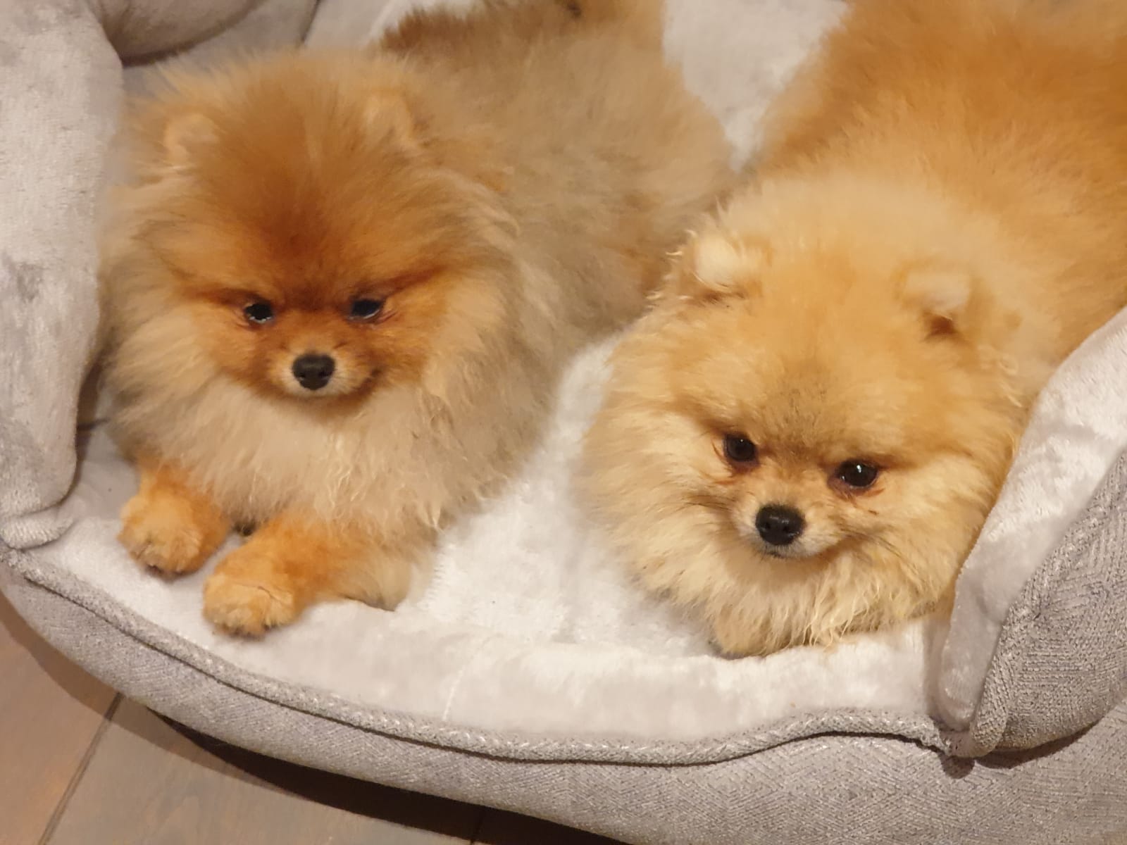 Pomeranian Residence | baby pomeriaan, echte pomeriaan, pomeriaan wit ...