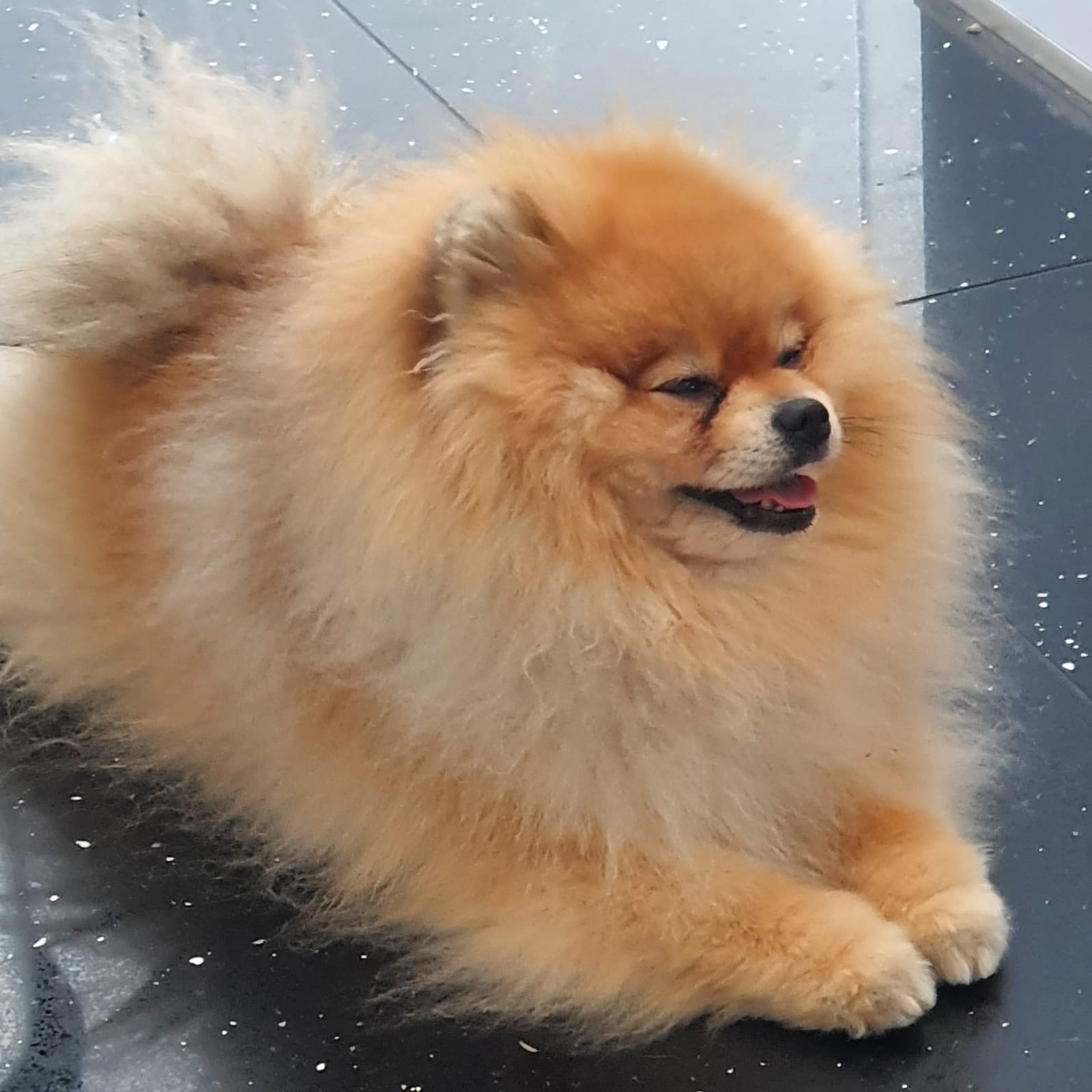 Pomeranian Residence | baby pomeriaan, echte pomeriaan, pomeriaan wit ...