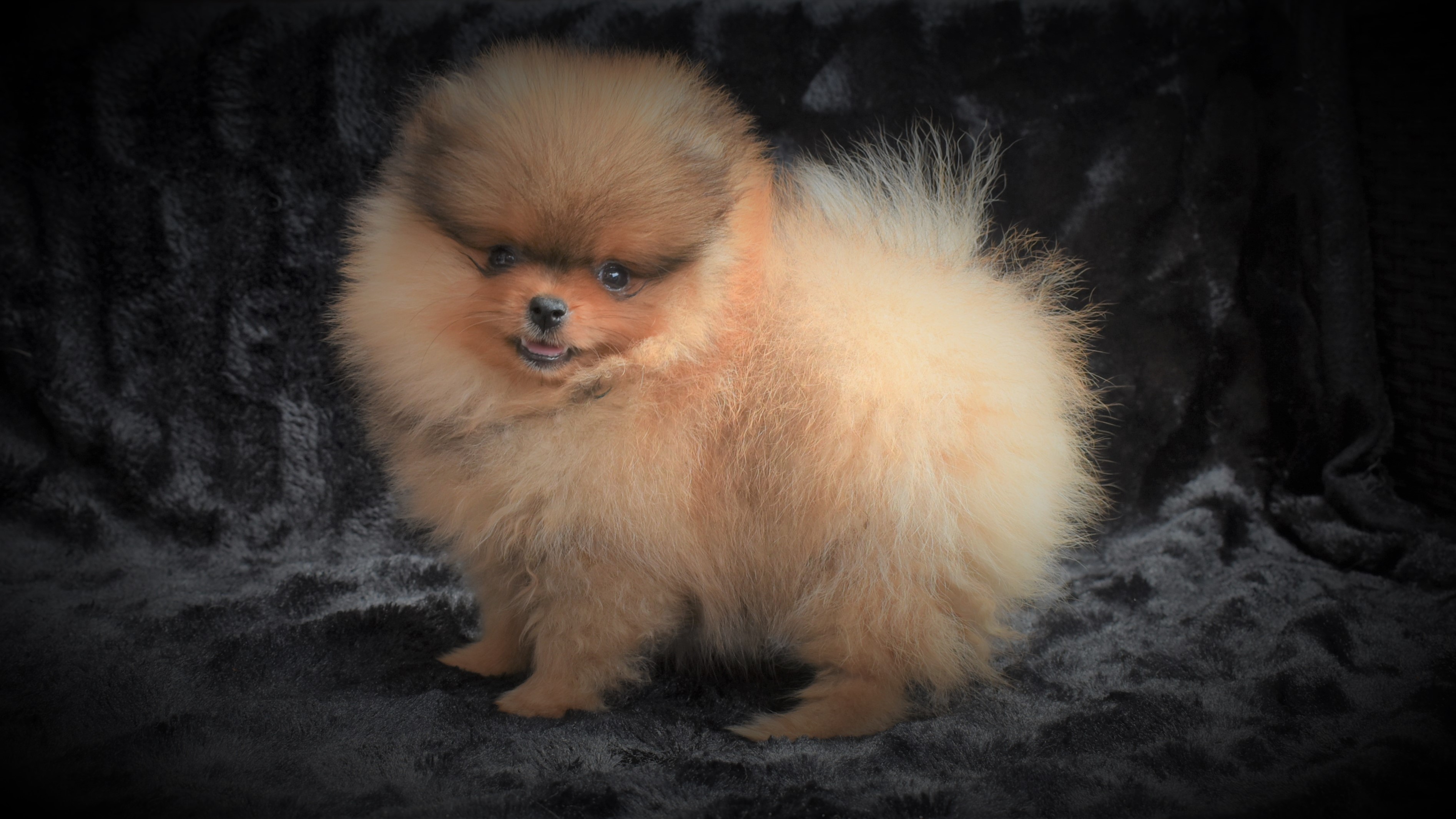 Pomeranian Residence: Elite Pomeranian Breeder | Elite Pomeranian ...