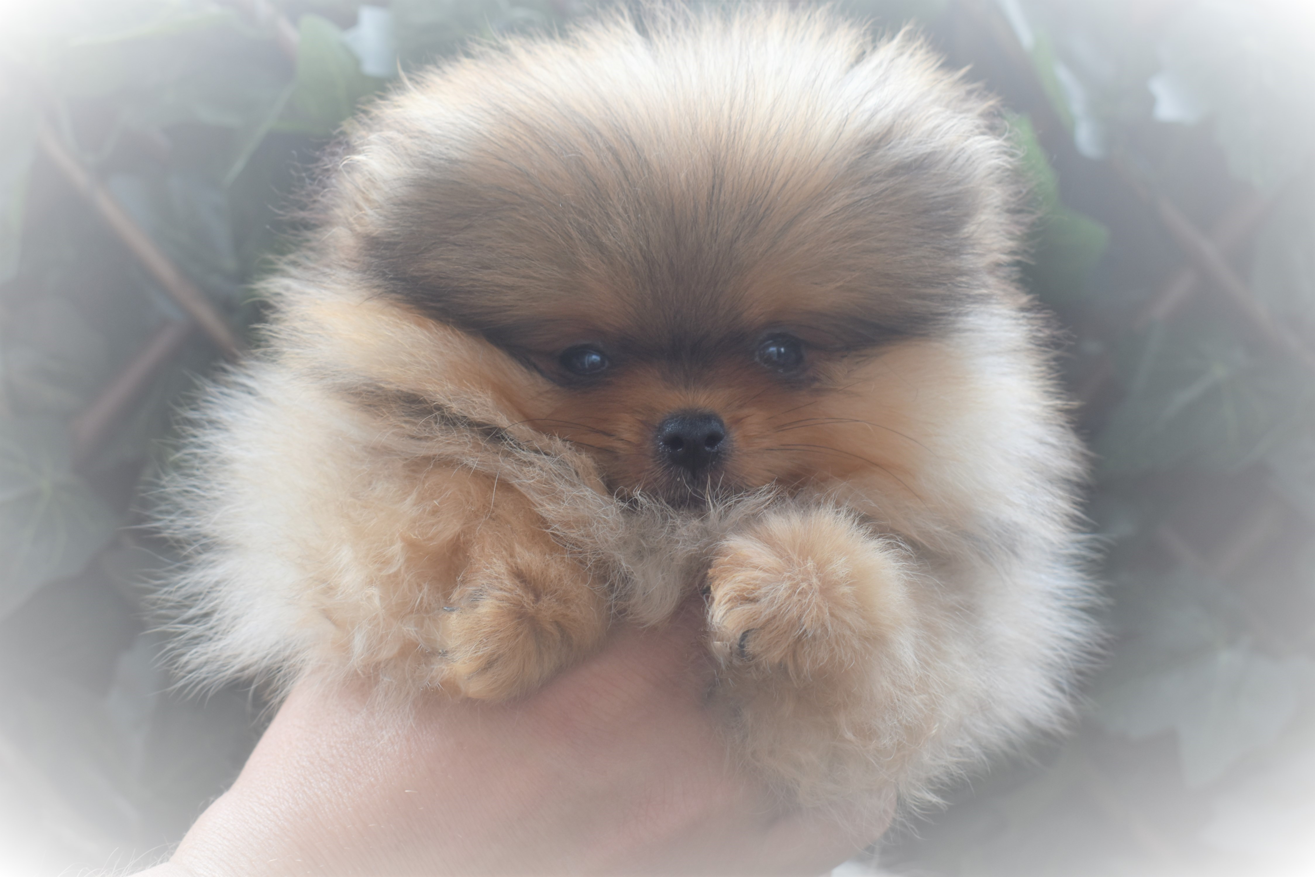 Pomeranian Residence: Elite Pomeranian Breeder | Elite Pomeranian ...
