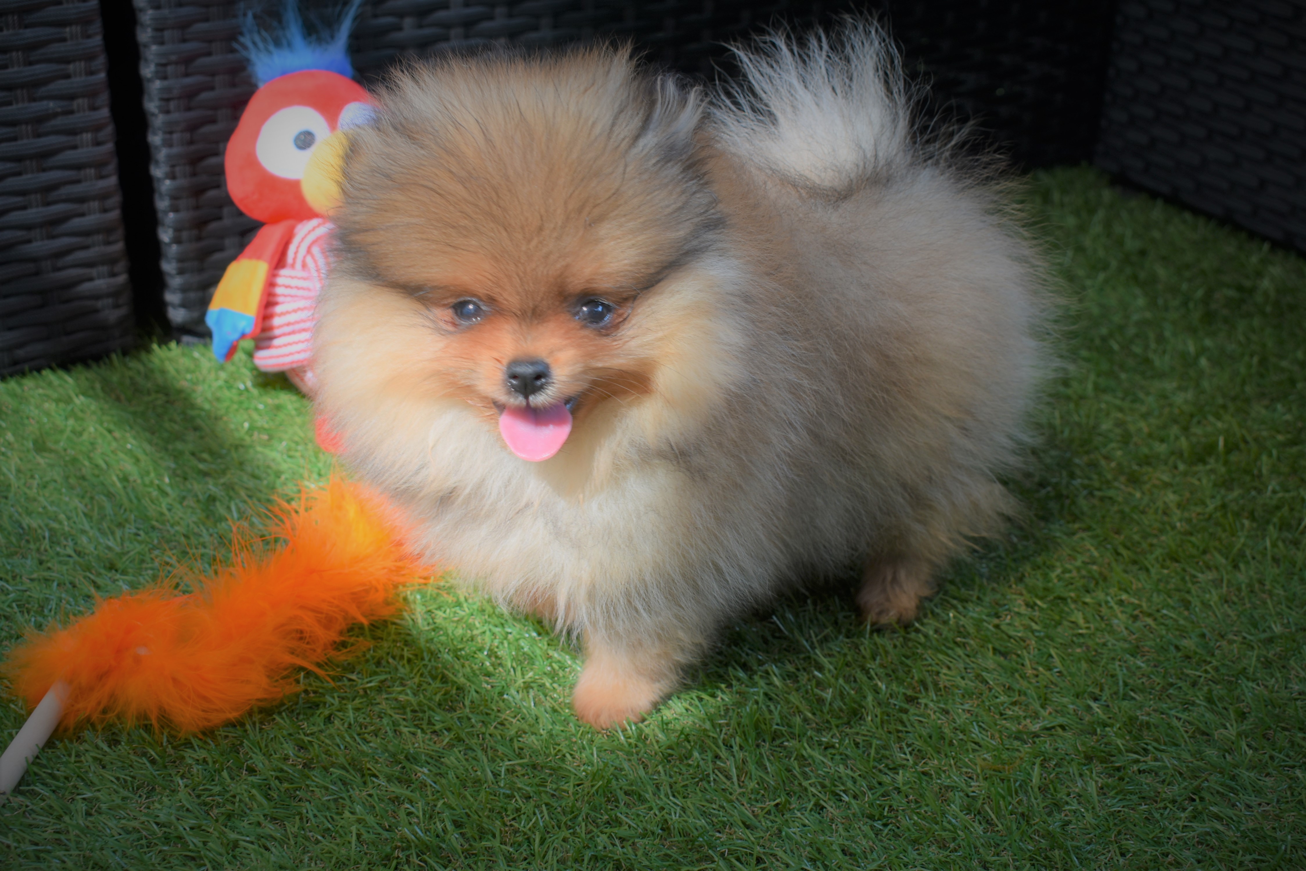 Pomeranian Residence: Elite Pomeranian Breeder | Elite Pomeranian ...